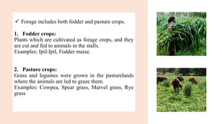 Fodder and Pasture management Full Note || Asst. Prof. Boby Basnet | PDF