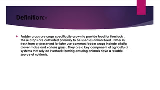FODDER CROP for Msc 3rd semin Botany PPT | PPT