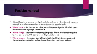 FODDER CROP for Msc 3rd semin Botany PPT | PPT