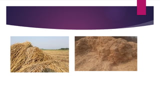 FODDER CROP for Msc 3rd semin Botany PPT | PPT