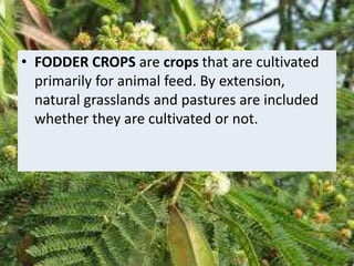 Fodder crops | PPTX