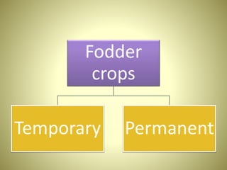 Fodder crops | PPTX