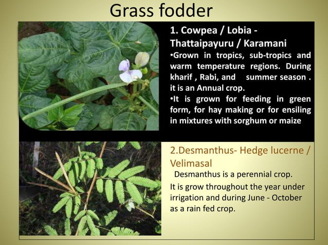 Fodder crops | PPTX | Agriculture | Industries