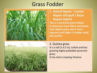 Fodder Crops With Name