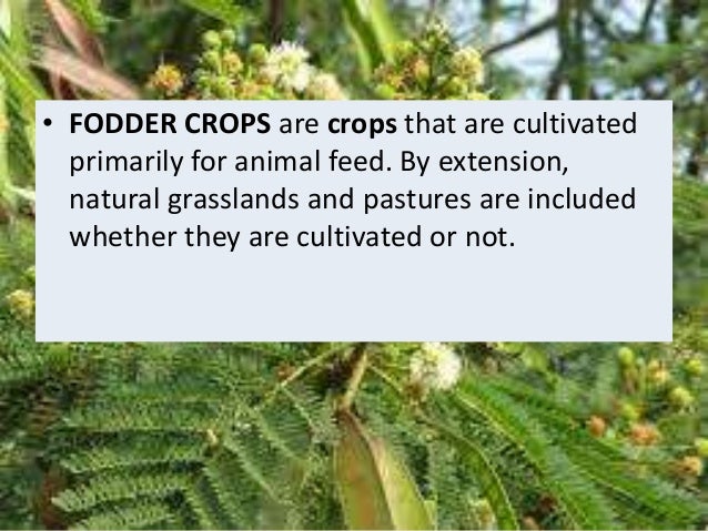 Fodder crops