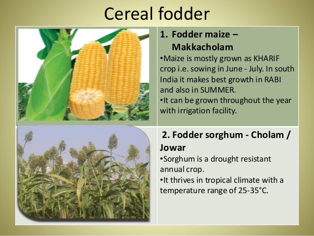 Difference Between Fodder And Forage Crops? – DZED