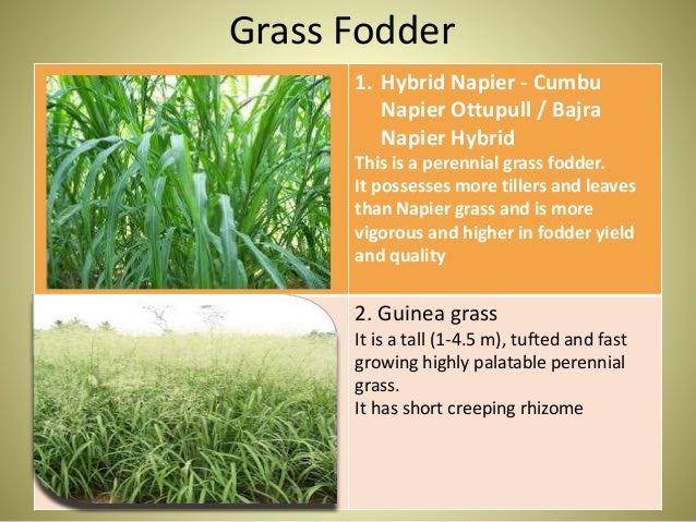 Fodder crops