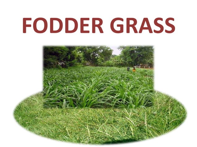 Fodder crops for conservation in Sri Lanka | PPTX