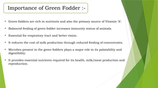 Fodder Cultivation good fodder condition.pptx