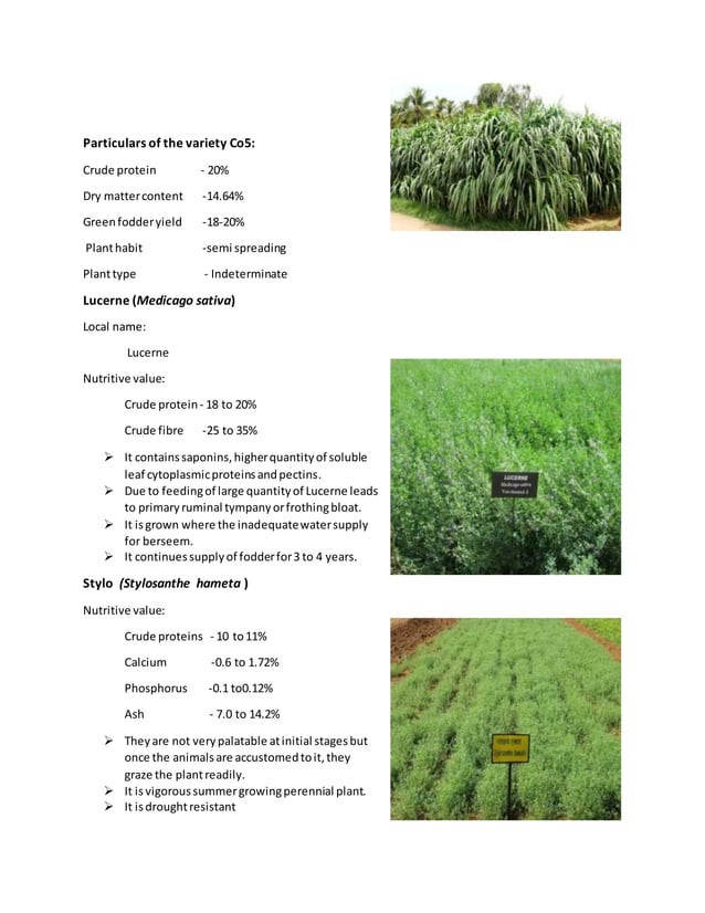 Fodder for goat feeding | DOCX