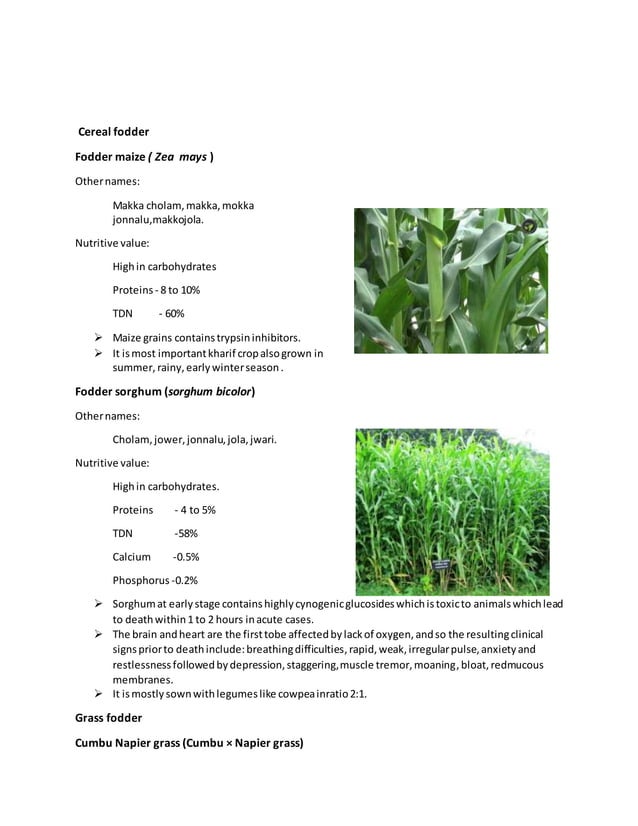 Fodder for goat feeding | DOCX
