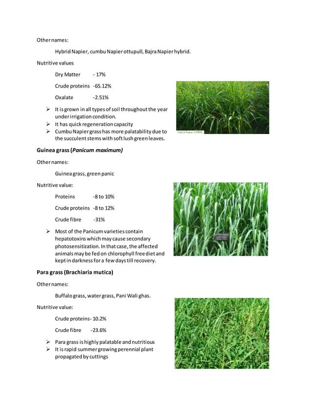 Fodder for goat feeding | DOCX