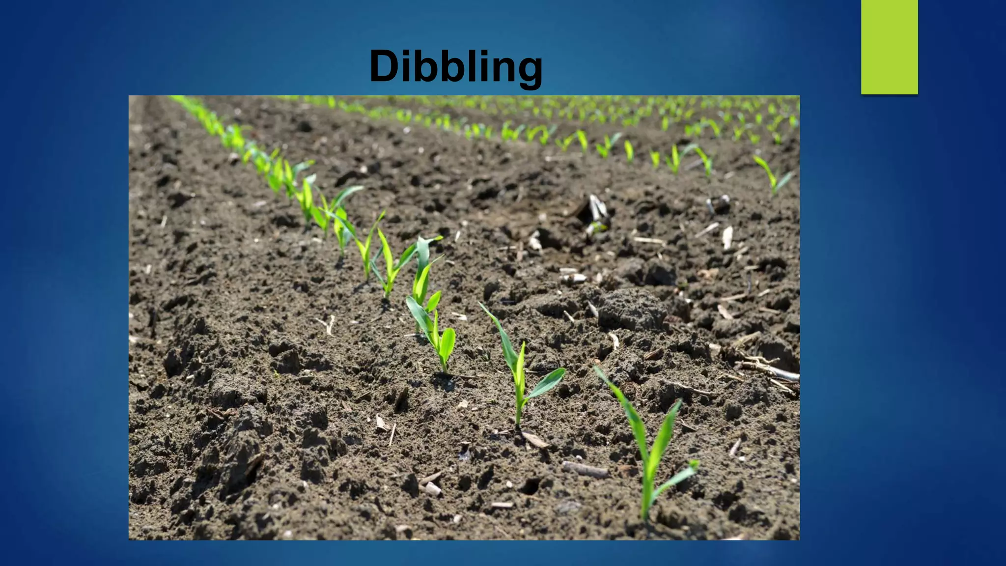 Fodder maize slidshare | PPTX