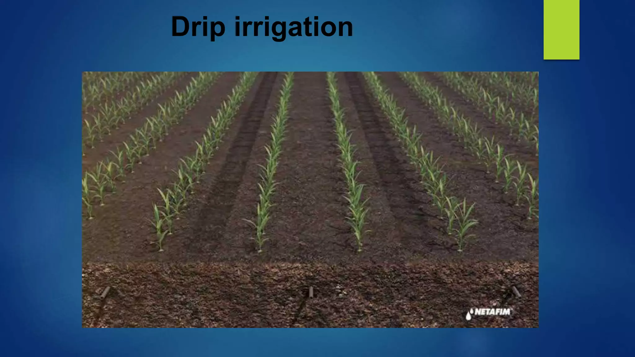 Fodder maize slidshare | PPTX