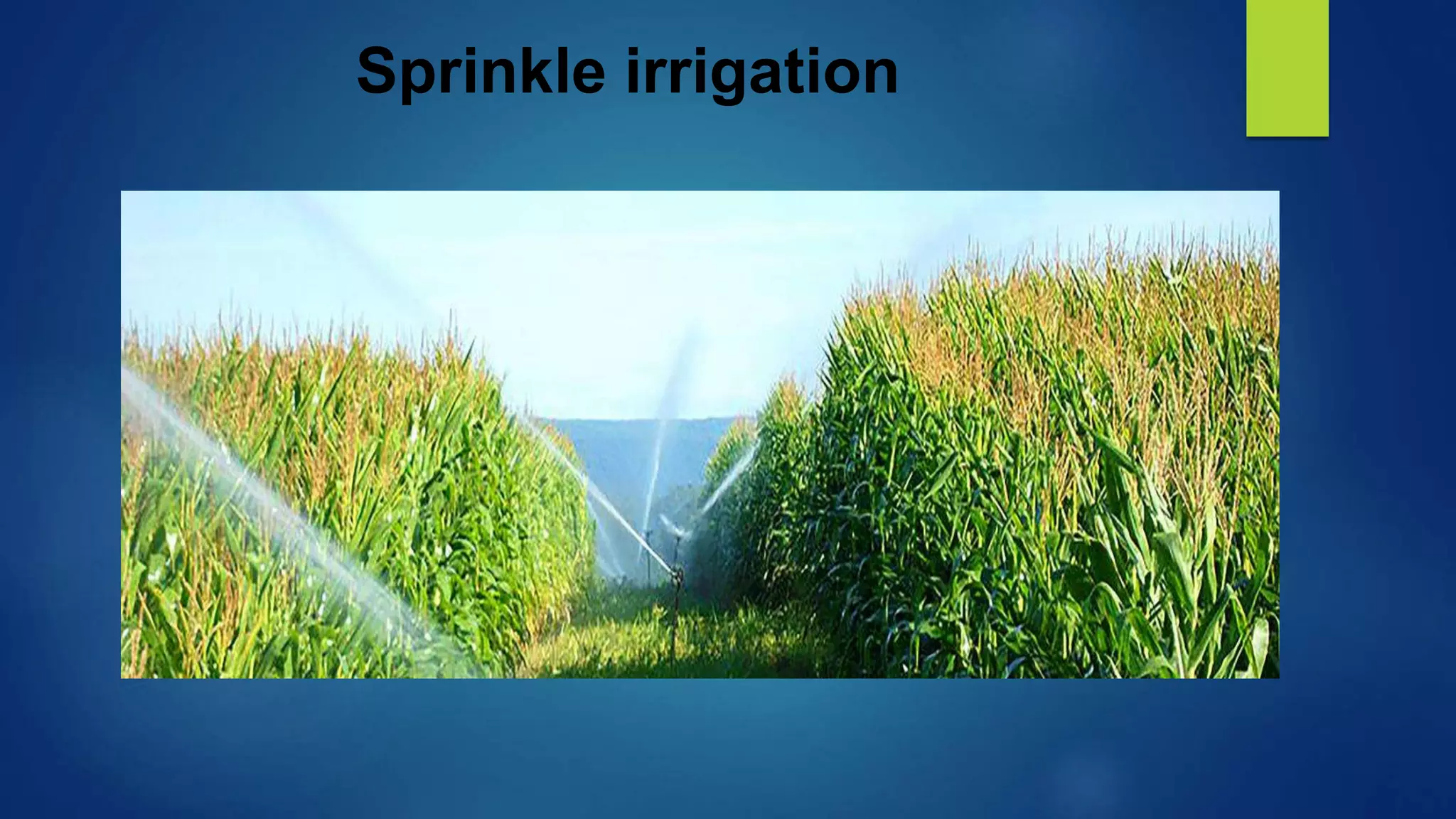 Fodder maize slidshare | PPTX