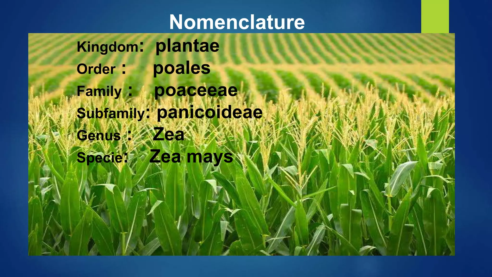 Fodder maize slidshare | PPTX