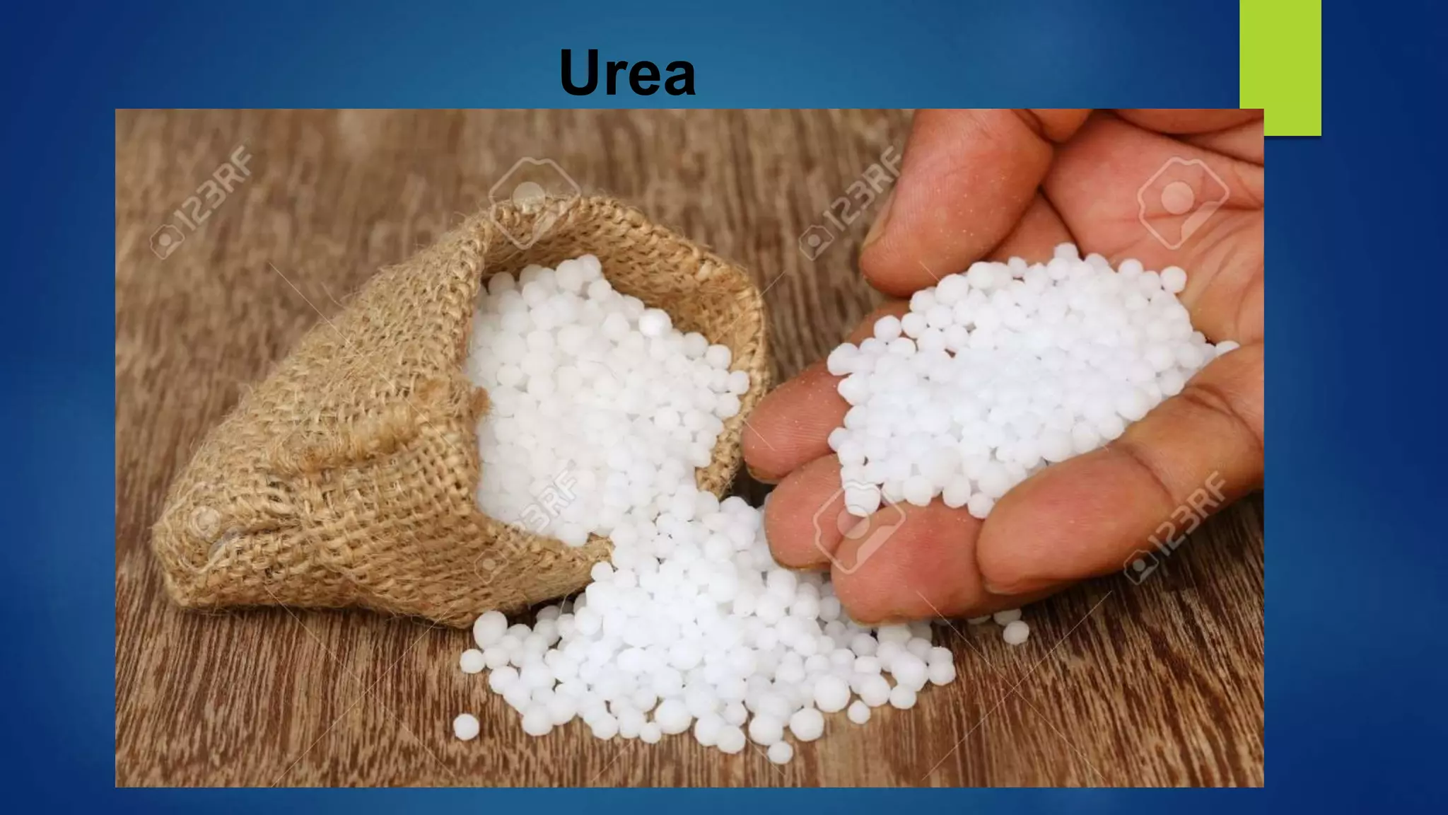 Fodder maize slidshare | PPTX