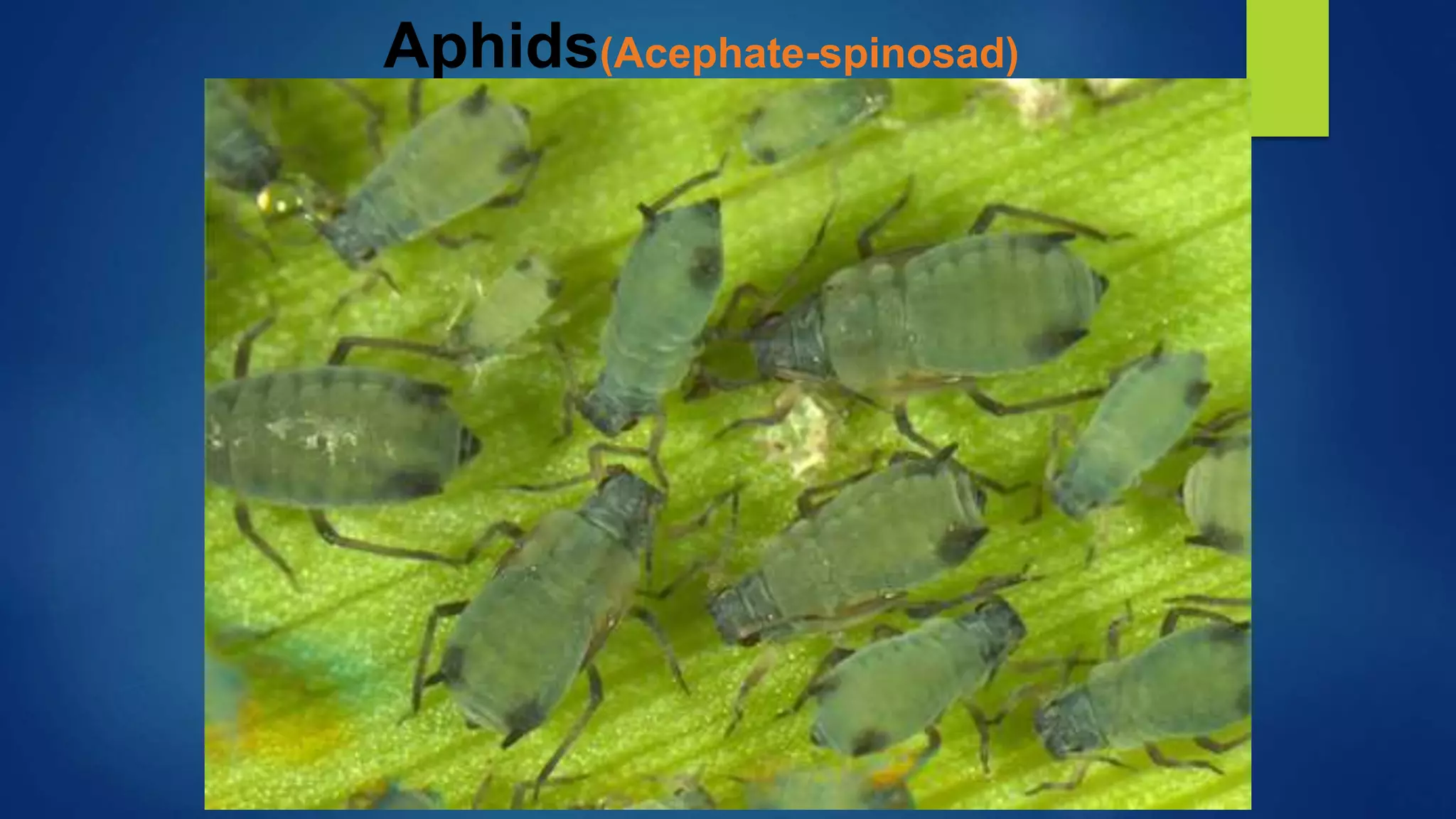 Fodder maize slidshare | PPTX