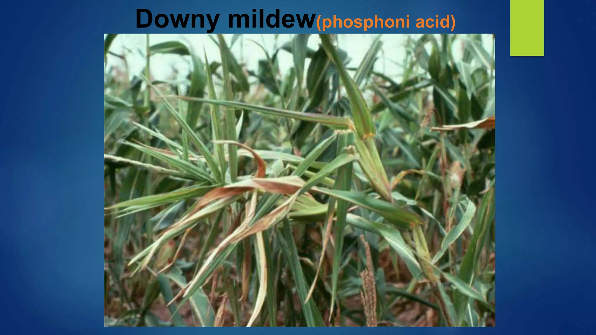 Fodder maize slidshare | PPTX