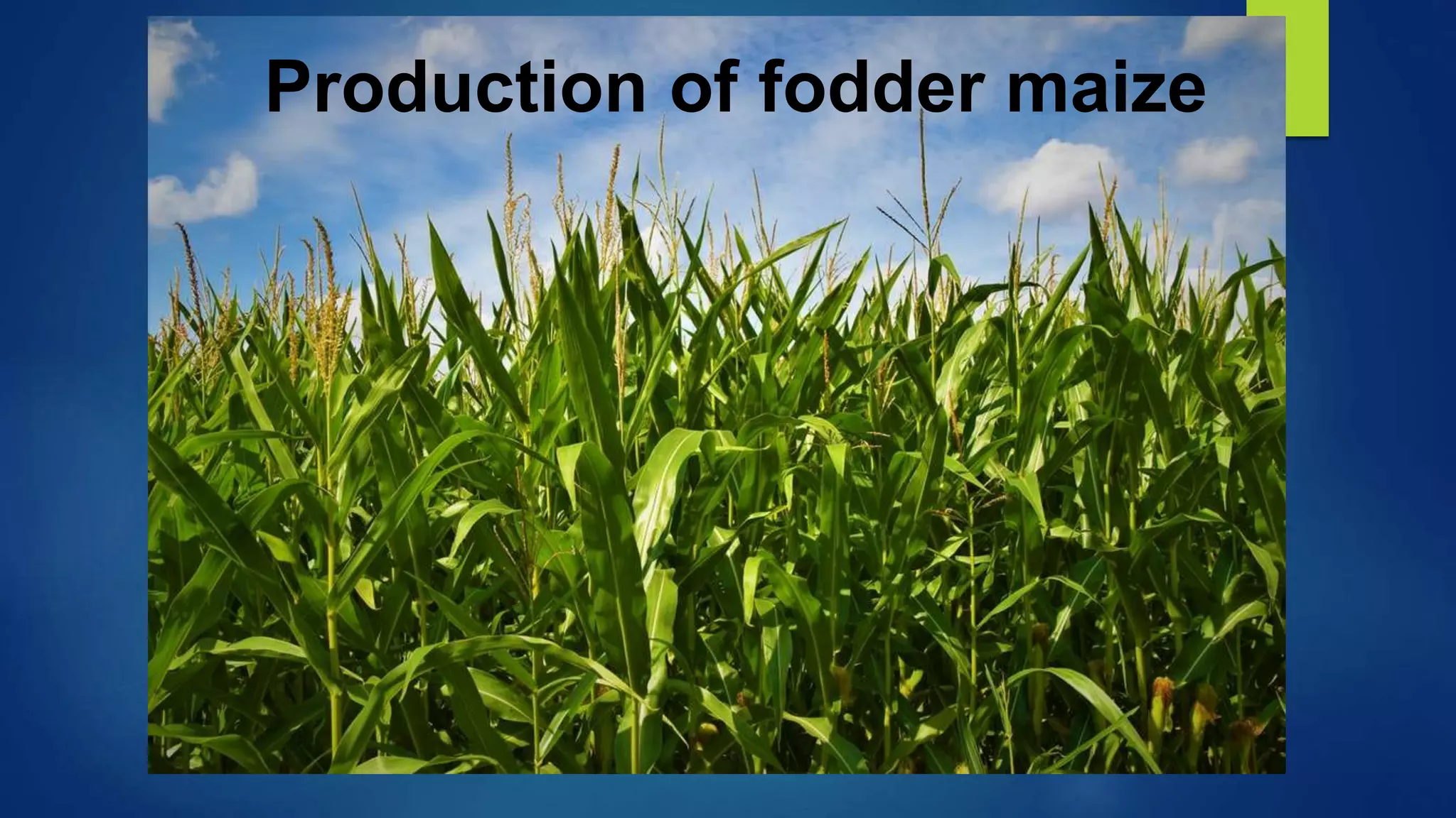 Fodder maize slidshare | PPTX
