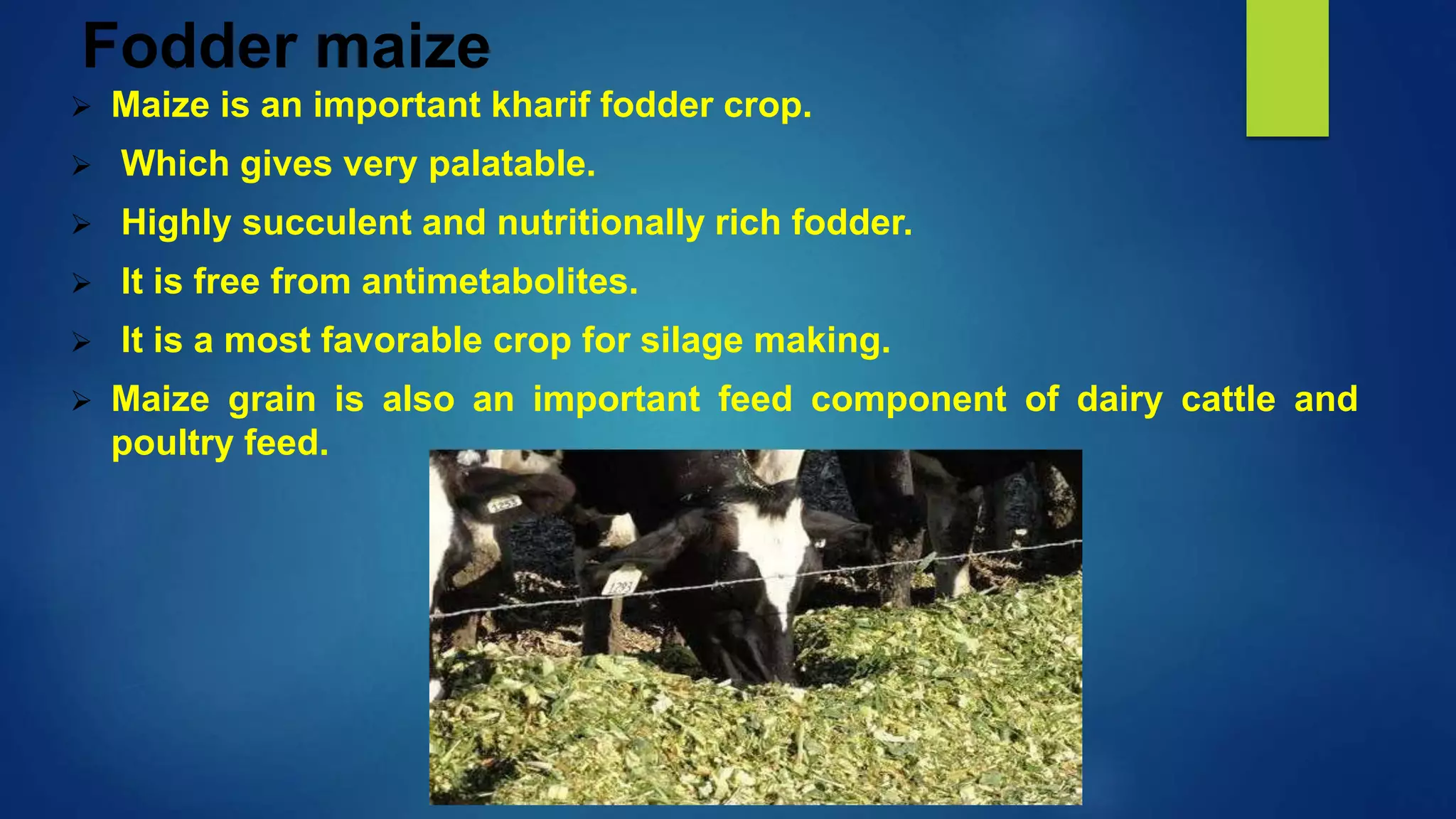 Fodder maize slidshare | PPTX