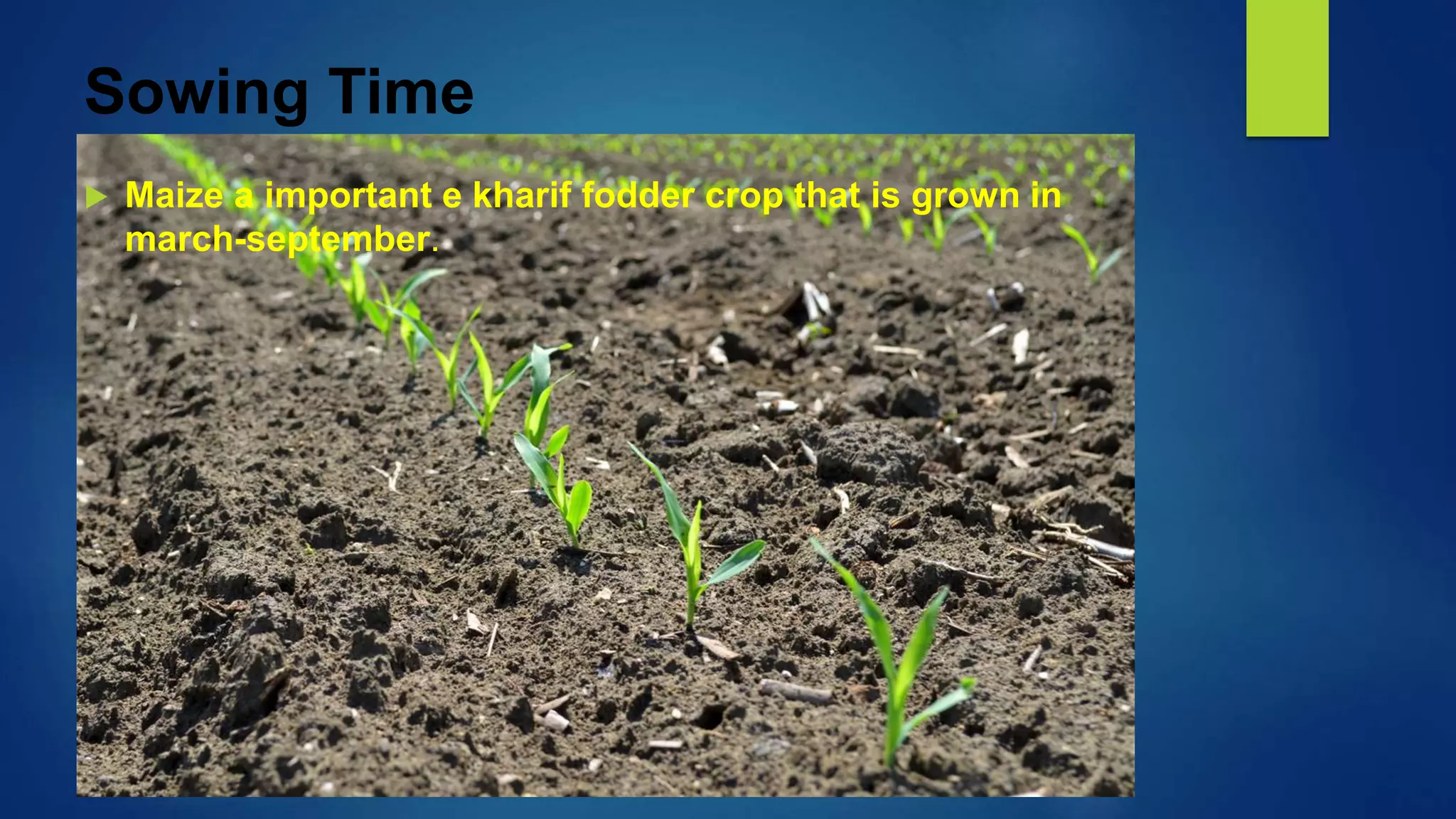 Fodder maize slidshare | PPTX