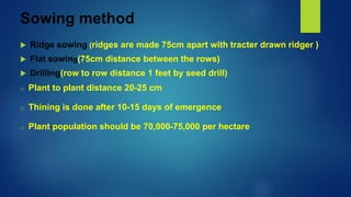 Fodder maize slidshare | PPTX
