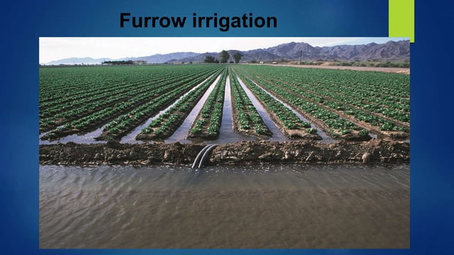 Fodder maize slidshare | PPTX