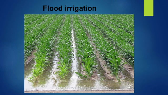 Fodder maize slidshare | PPTX