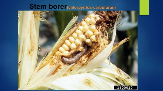 Fodder maize slidshare | PPTX