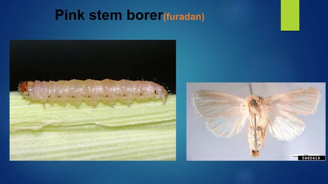 Fodder maize slidshare | PPTX