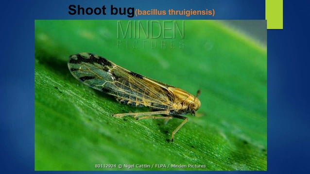 Fodder maize slidshare | PPTX