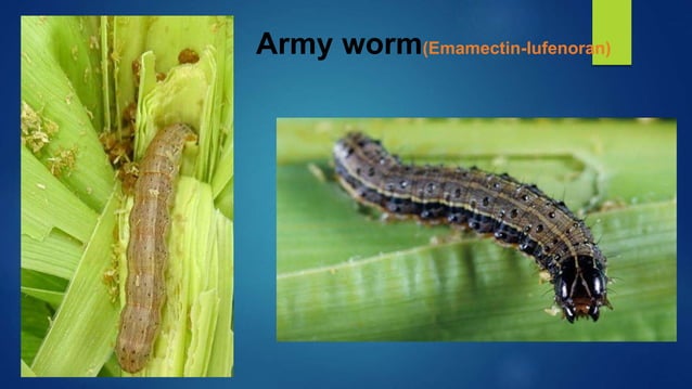 Fodder maize slidshare | PPTX