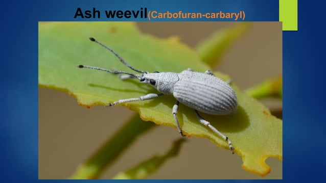 Fodder maize slidshare | PPTX