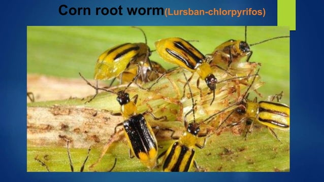 Fodder maize slidshare | PPTX