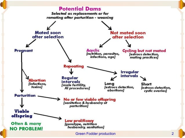 Fodder management for dairy farms | PPTX | Agriculture | Industries