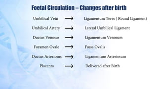 Foetal Circuation .pptx