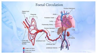 Foetal Circuation .pptx
