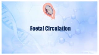Foetal Circuation .pptx