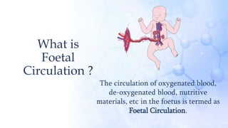 Foetal Circuation .pptx