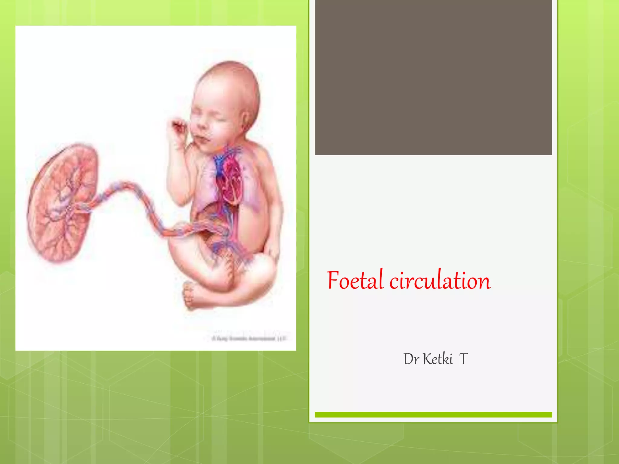 Foetal Circulation.pptx