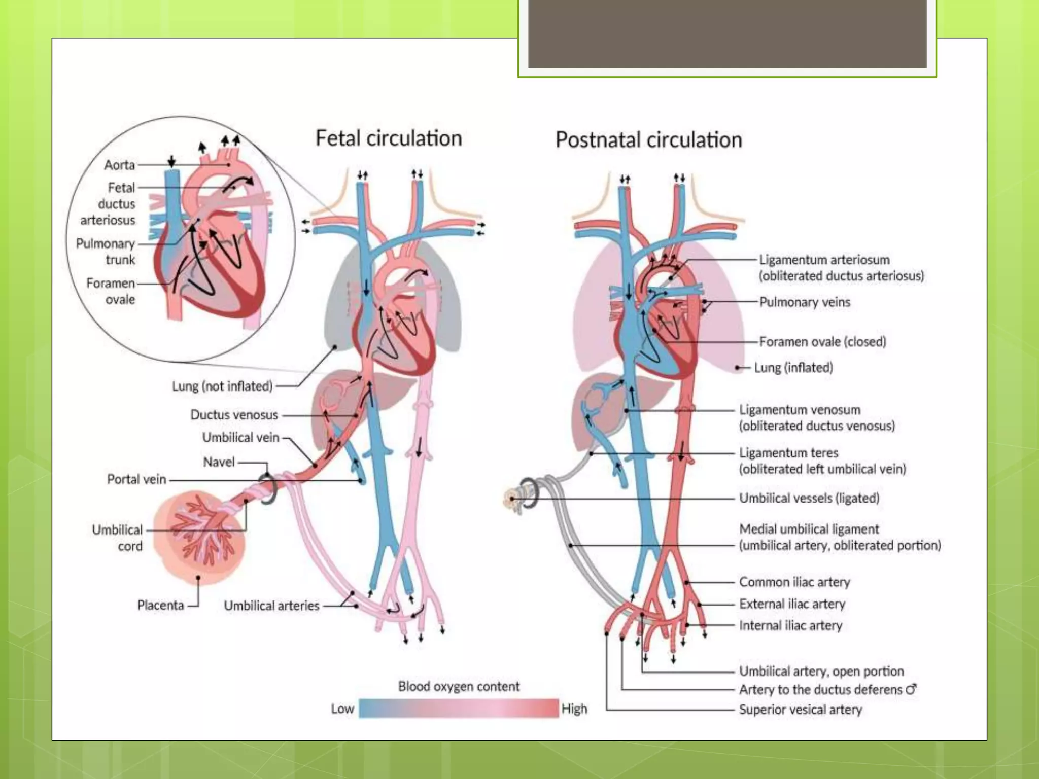 Foetal Circulation.pptx