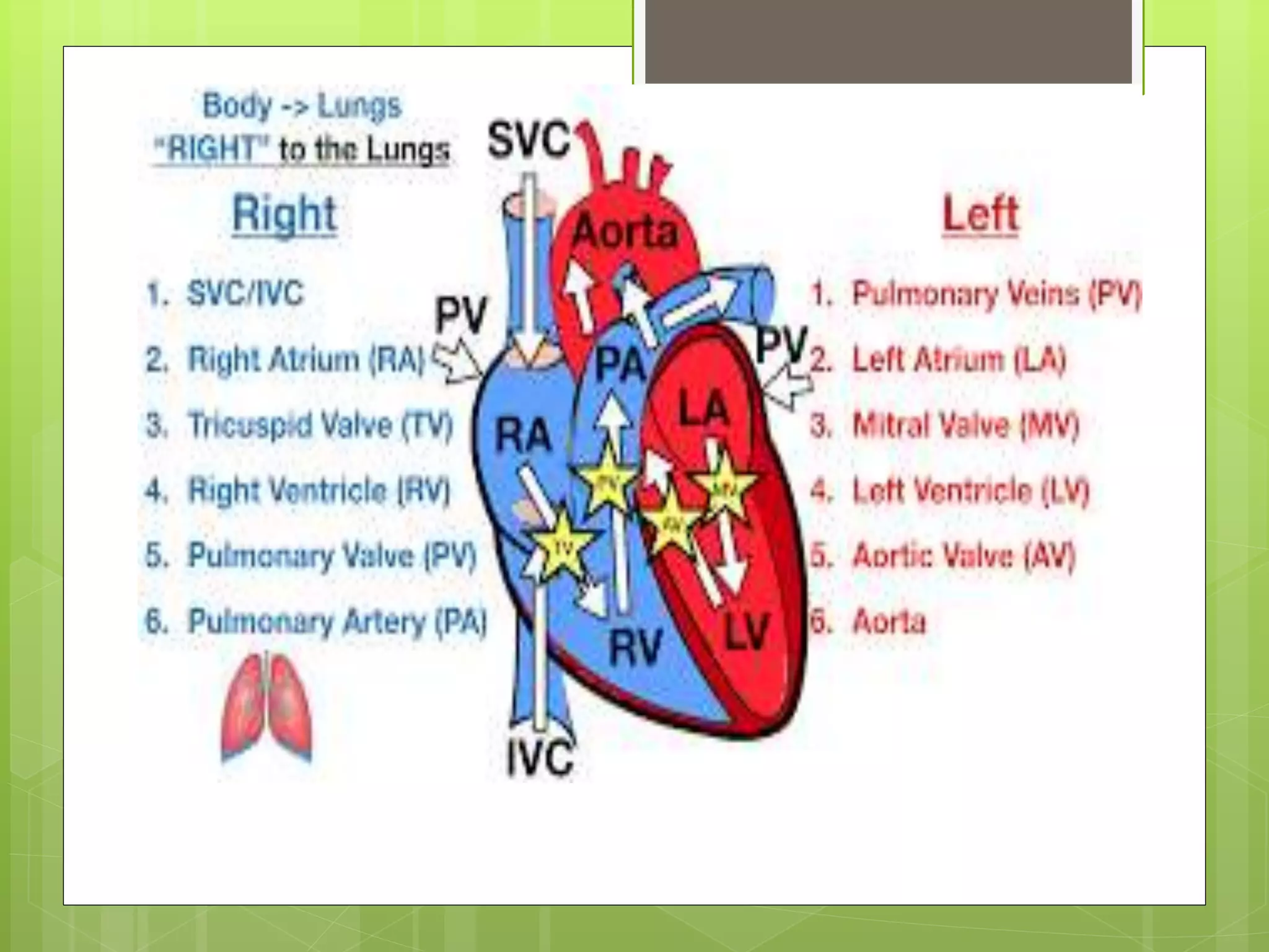 Foetal Circulation.pptx