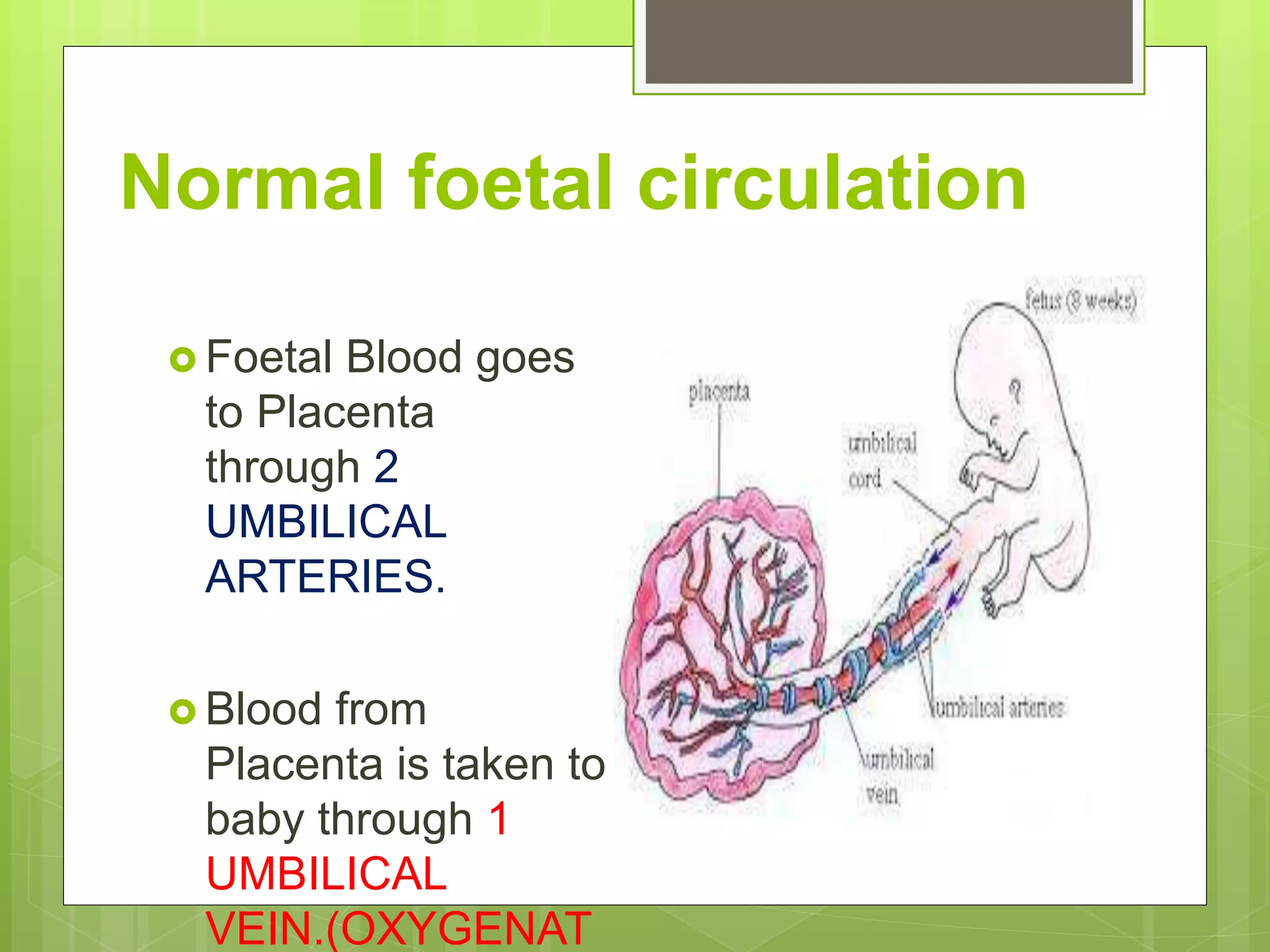 Foetal Circulation.pptx