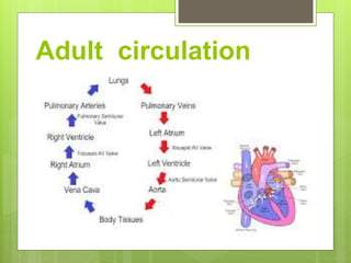 Foetal Circulation.pptx