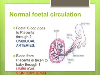 Foetal Circulation.pptx