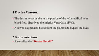 FOETAL CIRCULATION.pdf