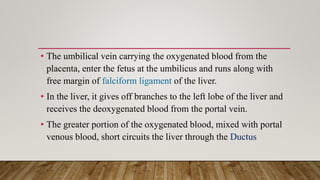 FOETAL CIRCULATION.pdf