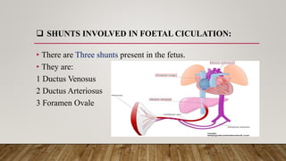 FOETAL CIRCULATION.pdf