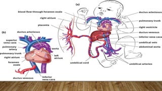 FOETAL CIRCULATION.pdf